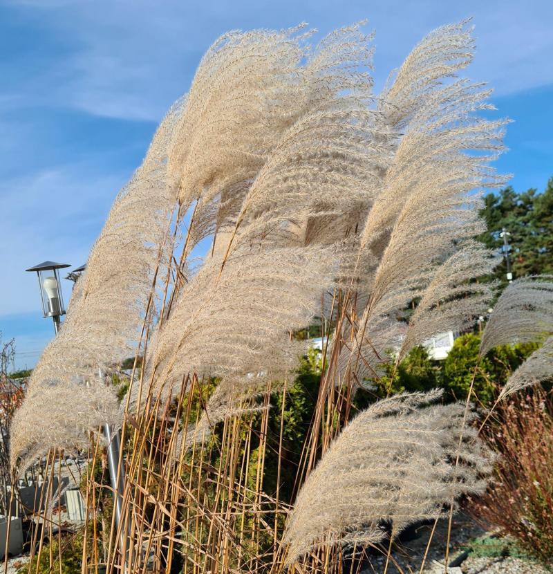 Kininis miskantas “Memory” – Medelynas | Butku Medelynas