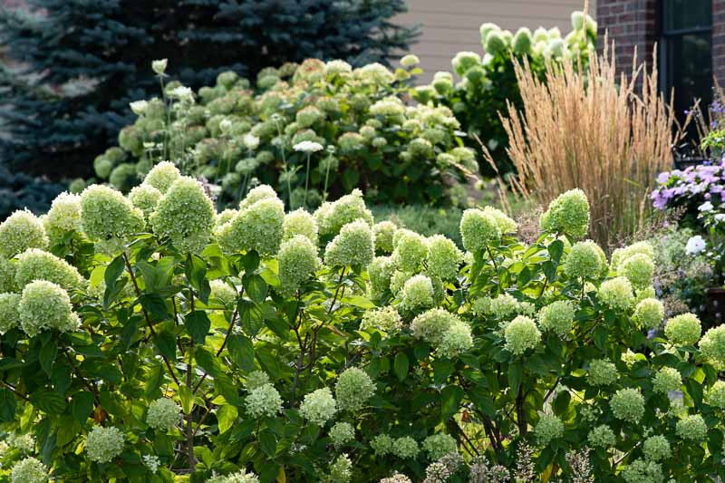 Hortenzija šluotelinė “Little Lime” – Medelynas | Butku Medelynas