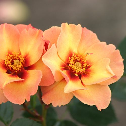 Rožė “Persian Sun” – Medelynas | Butku Medelynas