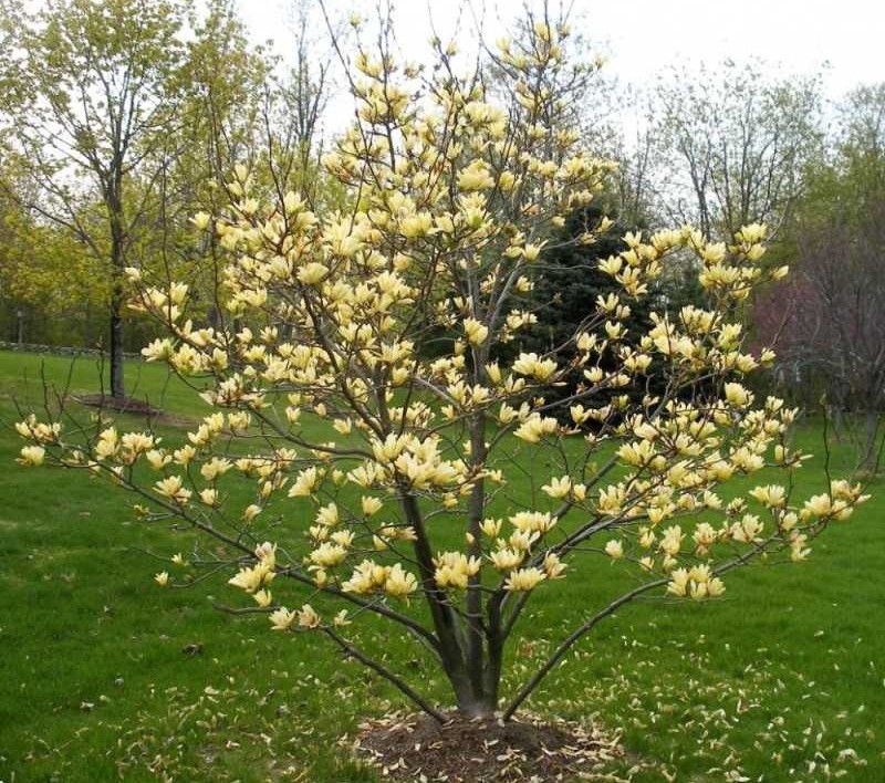 Magnolija “Yellow River” – Medelynas | Butku Medelynas