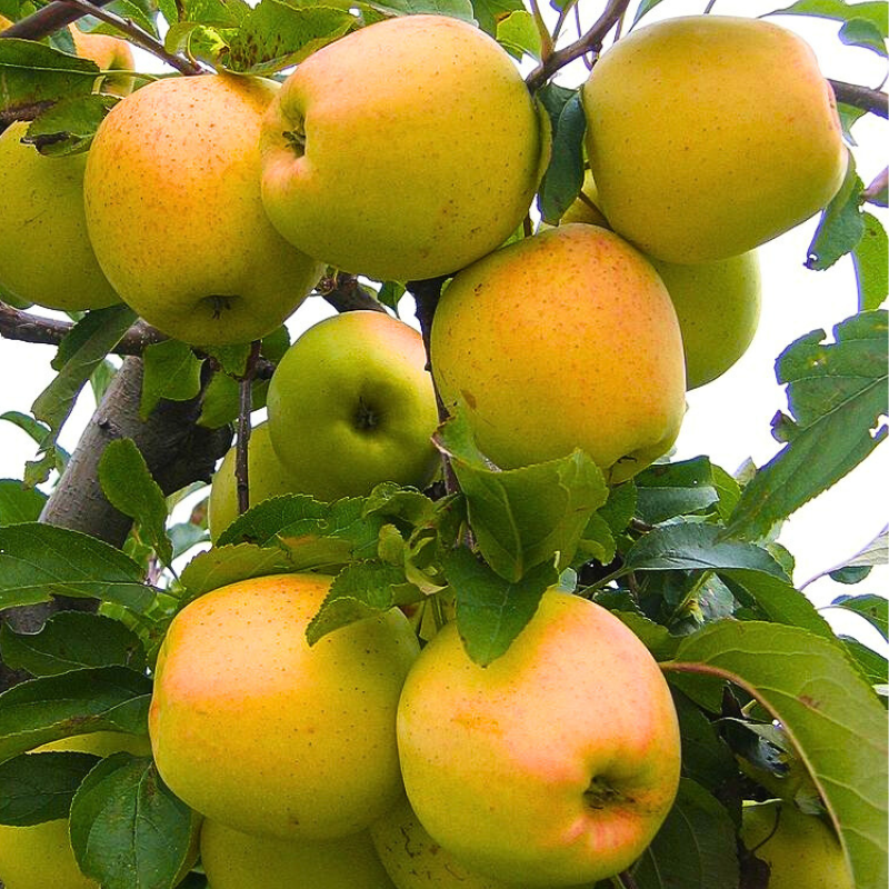 Golden Delicious – Medelynas | Butku Medelynas