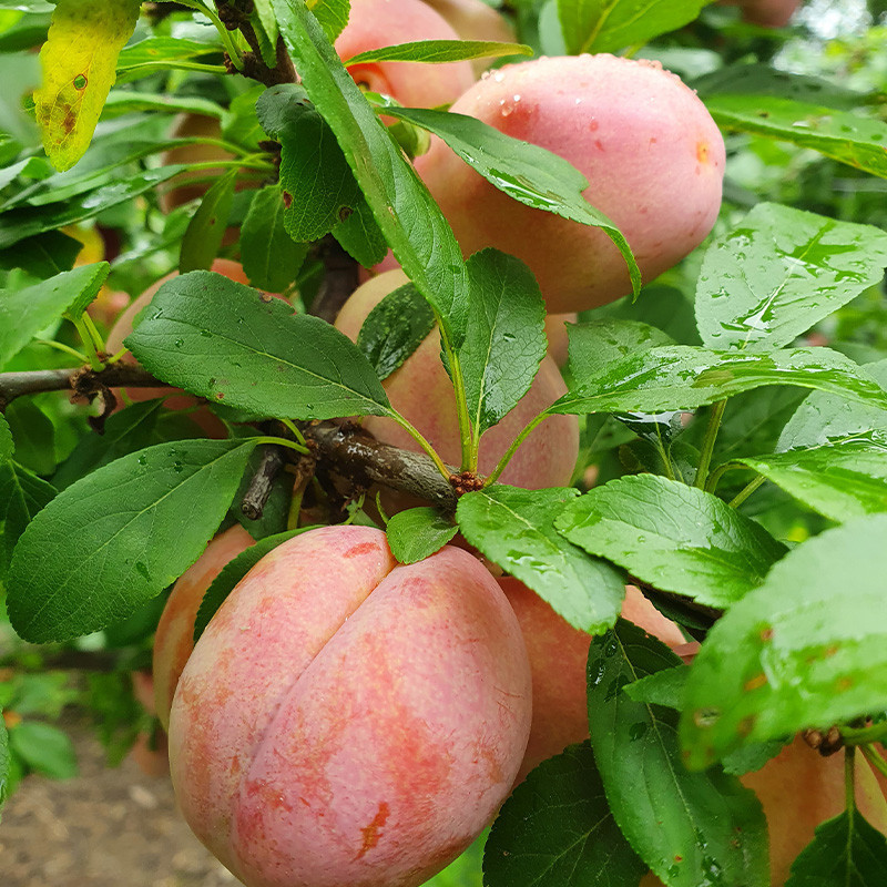 Slyvos – persiko hibridas Kuban – Medelynas | Butku Medelynas